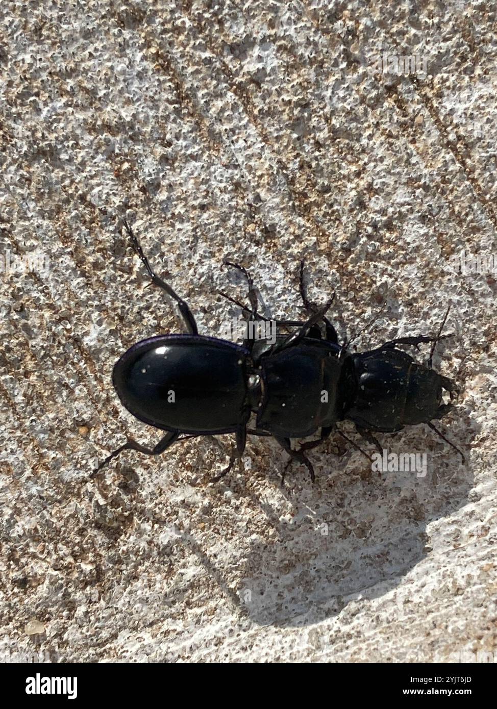 Warrior Beetles (Pasimachus Stock Photo - Alamy
