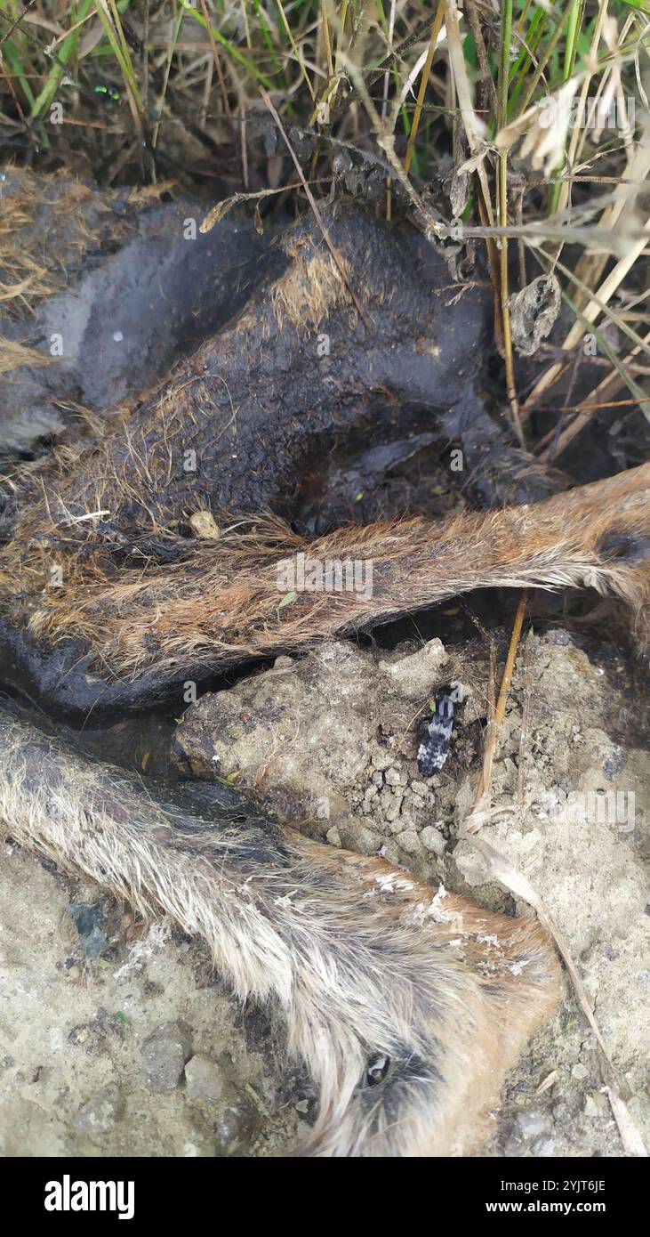 hairy rove beetle (Creophilus maxillosus Stock Photo - Alamy