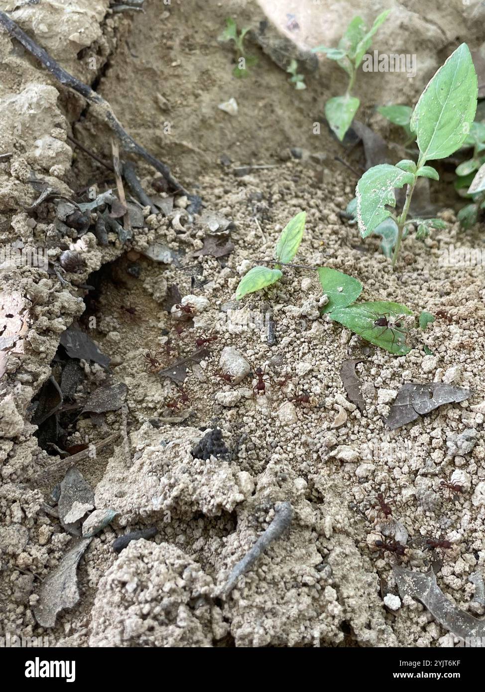 Texas Leafcutter Ant (Atta texana Stock Photo - Alamy