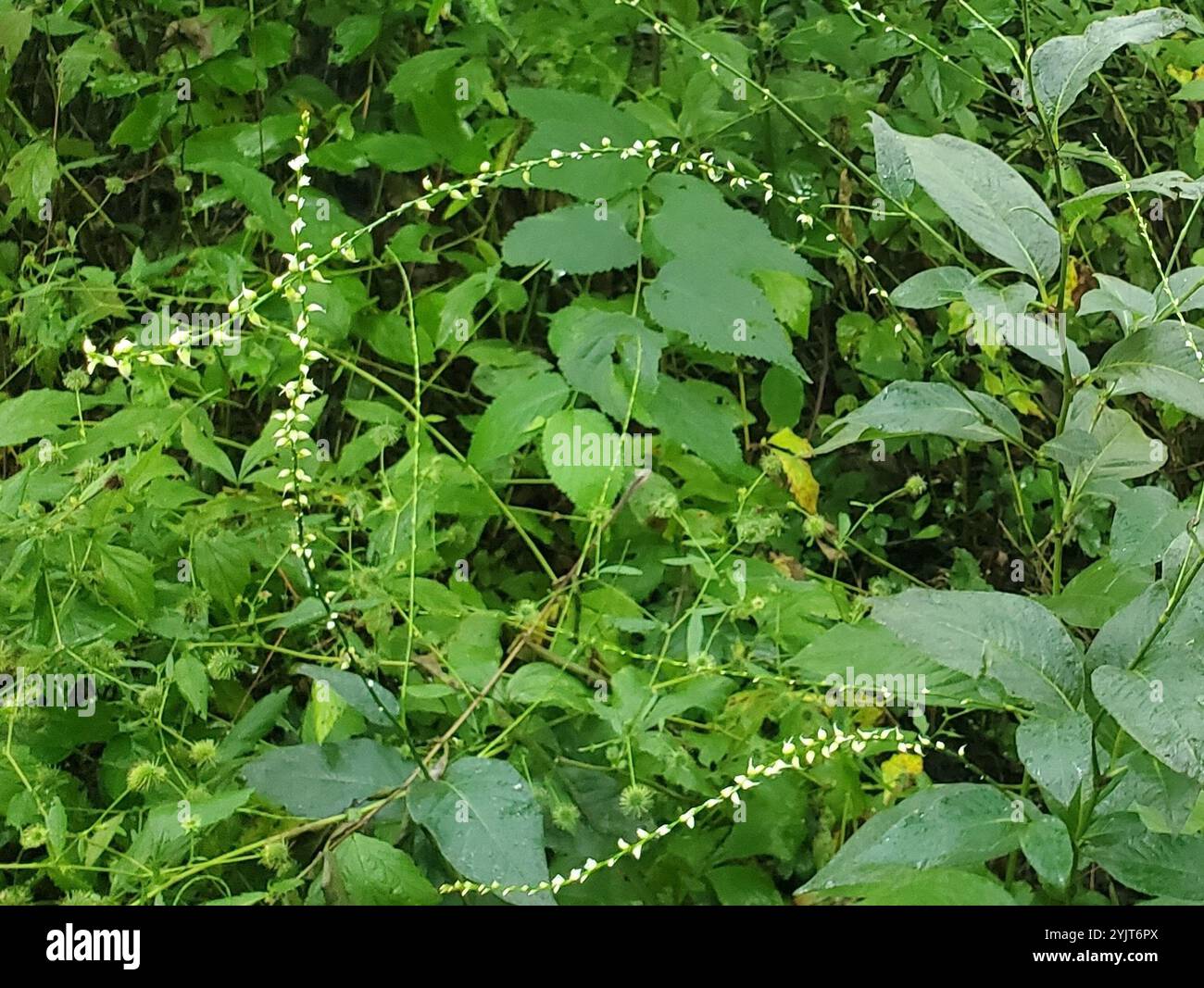 American jumpseed (Persicaria virginiana Stock Photo - Alamy