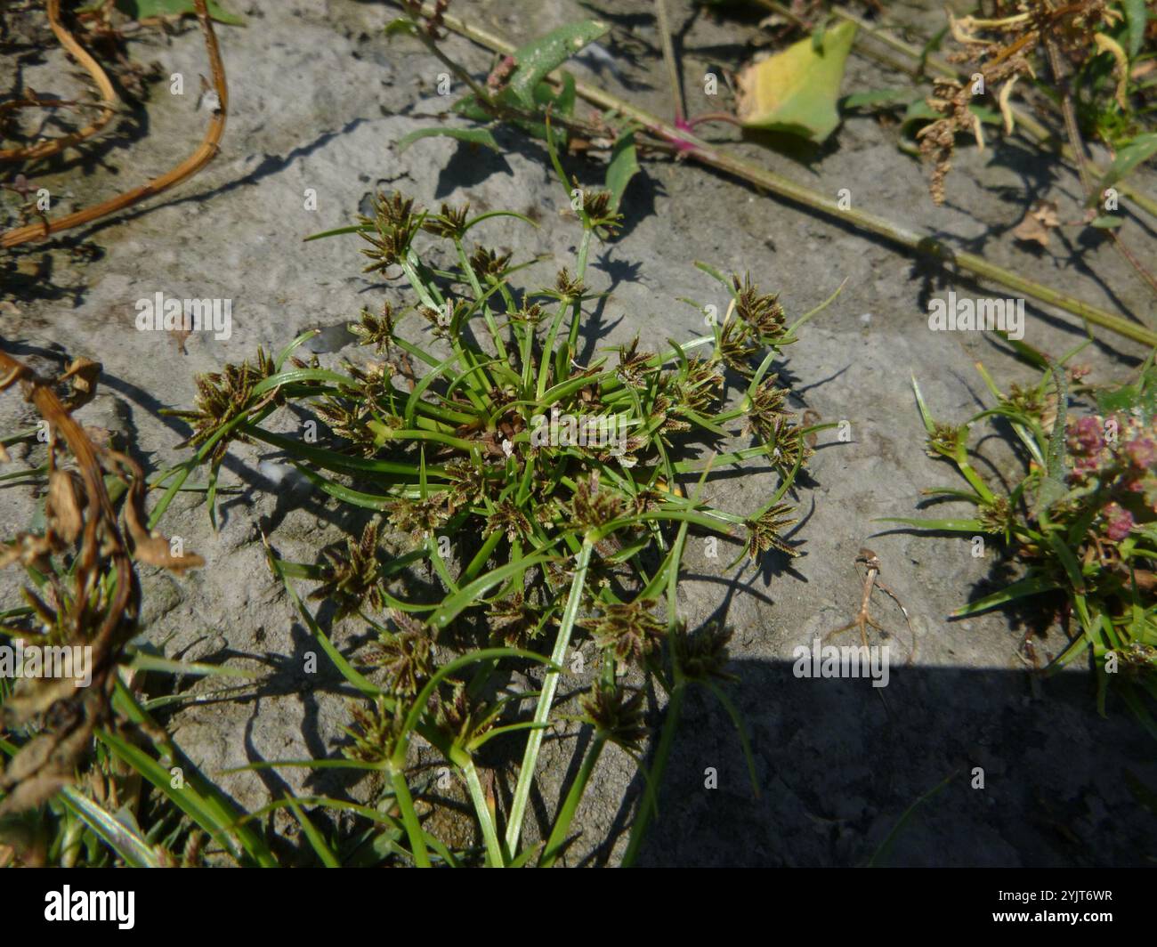 Brown Flatsedge (Cyperus fuscus Stock Photo - Alamy