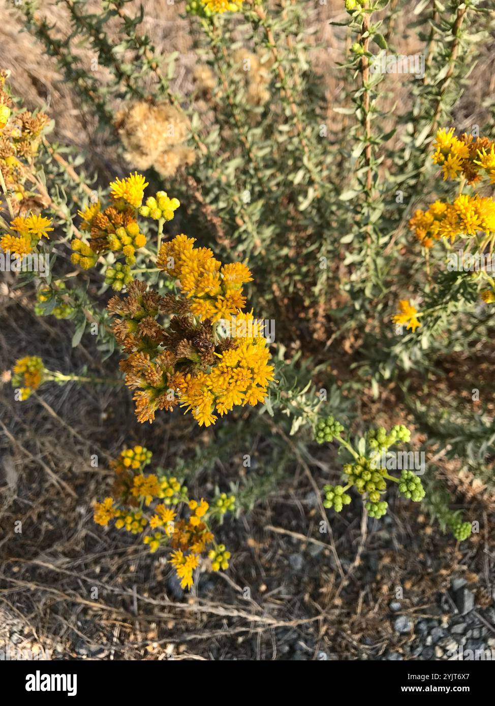 Coastal Goldenbush (Isocoma menziesii Stock Photo - Alamy