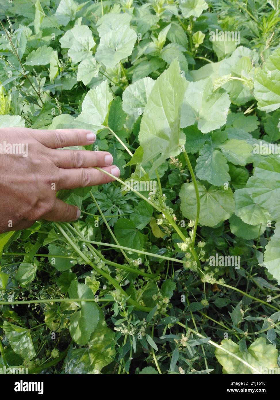 Small Mallow (Malva pusilla Stock Photo - Alamy