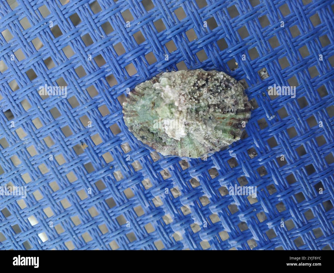 Mediterranean Limpet (Patella caerulea Stock Photo - Alamy