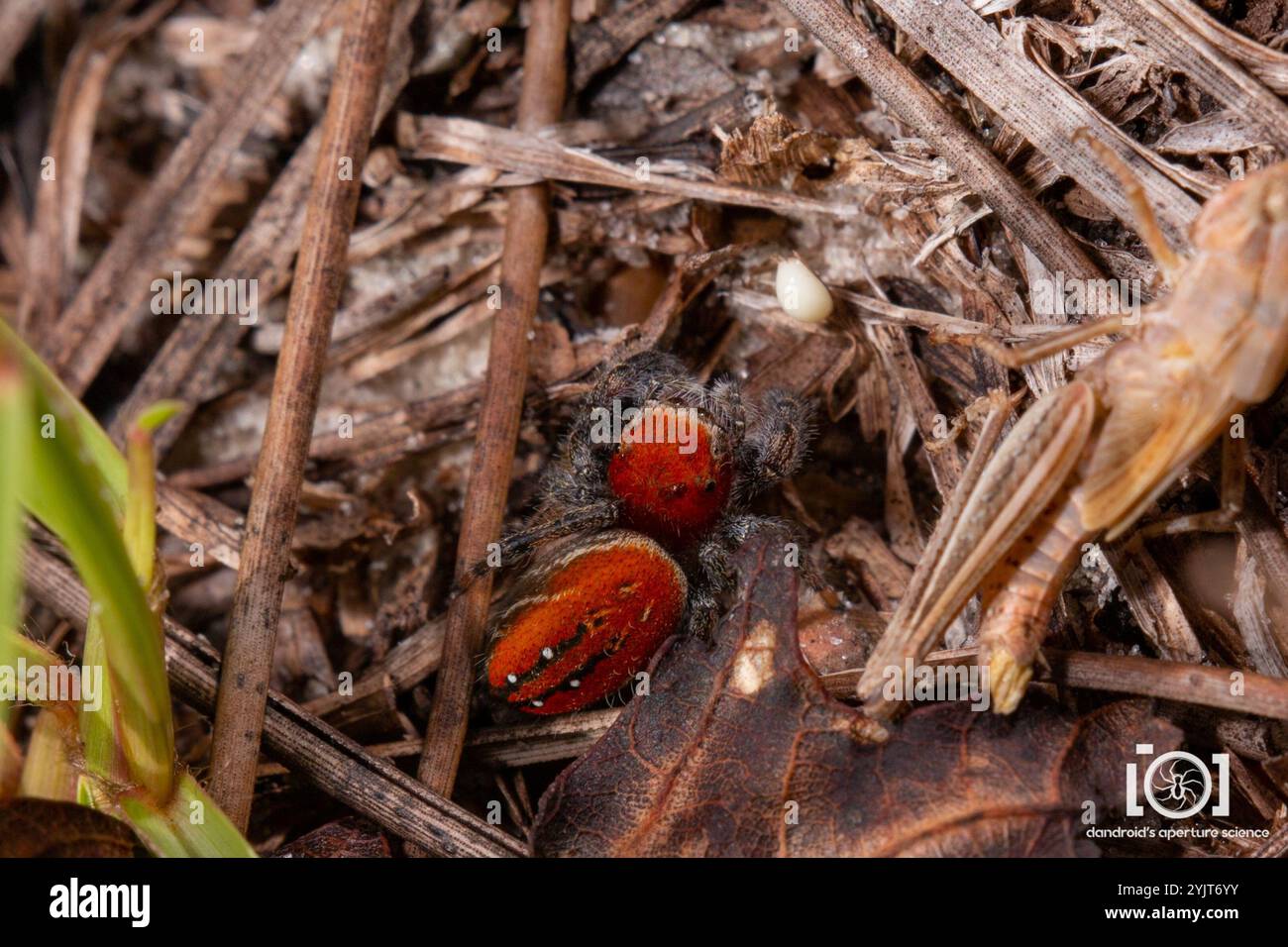 Phidippus cardinalis hi-res stock photography and images - Alamy
