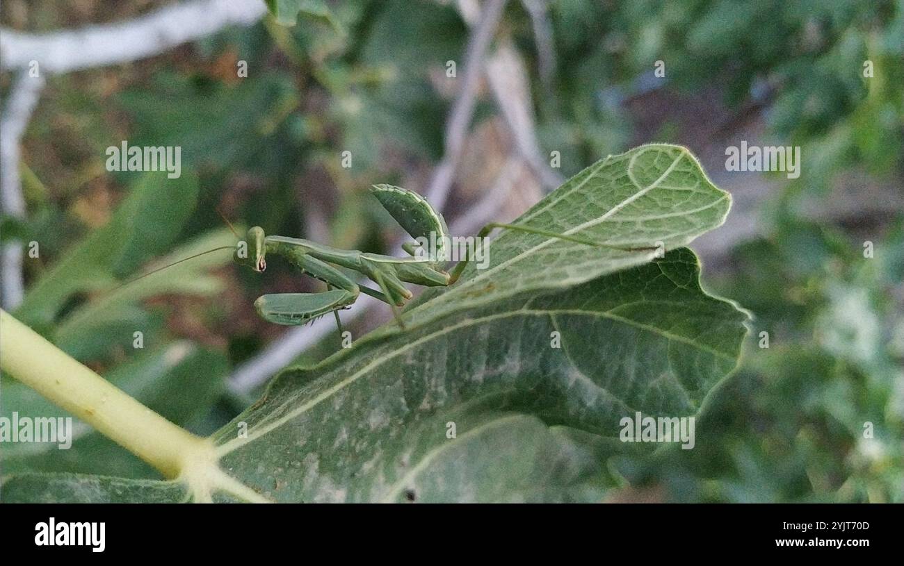 Giant African Mantis (Sphodromantis viridis Stock Photo - Alamy