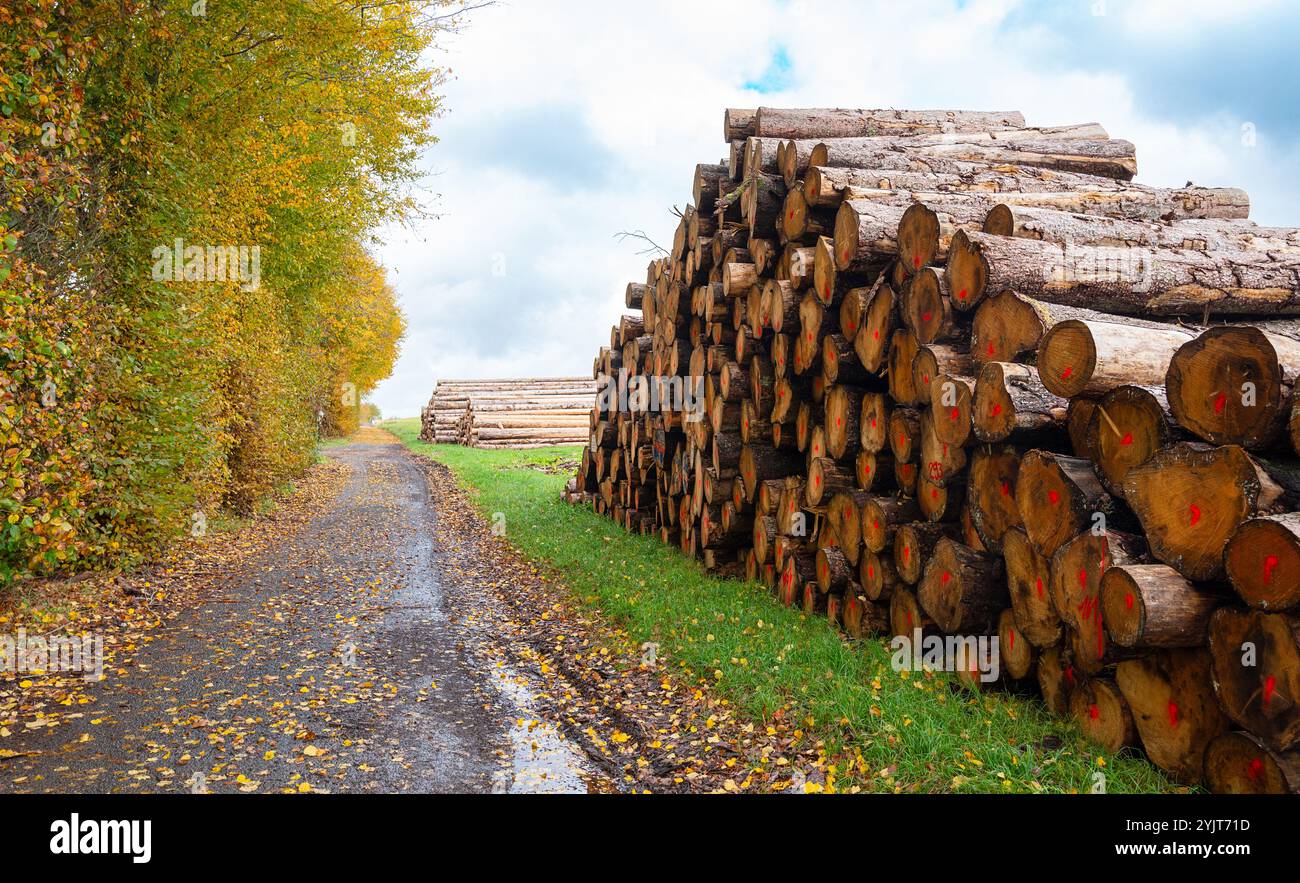 Chopped tree logs pilled up next to a forest, lumber wood industry ...