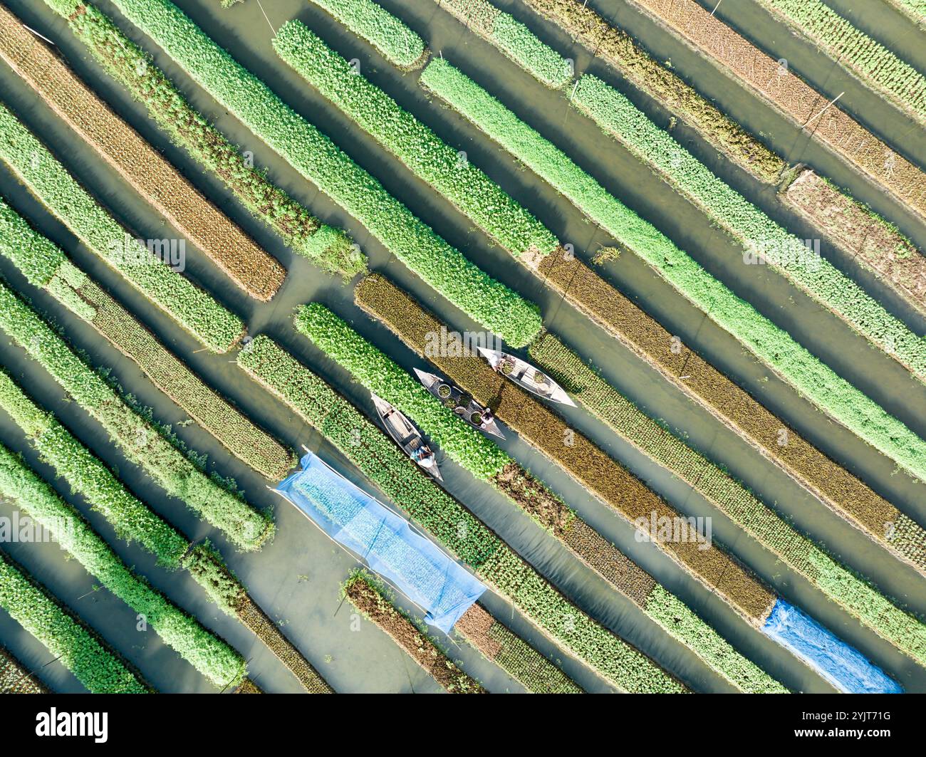 Farmers in low laying areas in Bangladesh choose floating farming ...