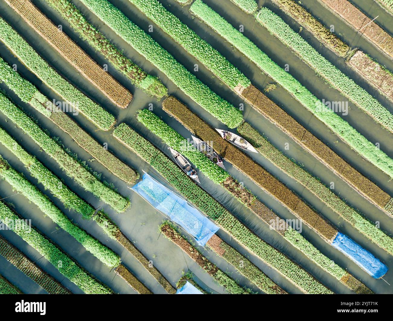 Farmers in low laying areas in Bangladesh choose floating farming ...