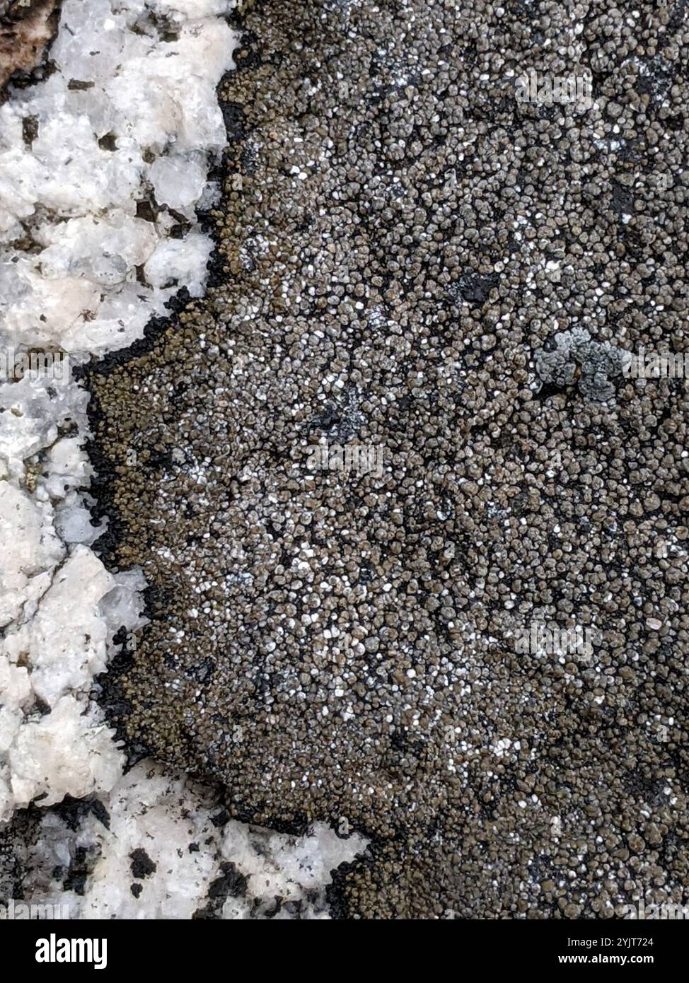 Tile Lichens (Lecidea Stock Photo - Alamy