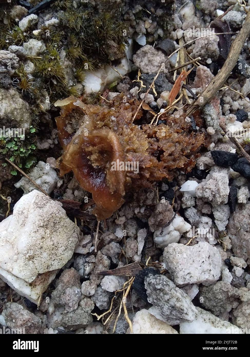 Calostoma hi-res stock photography and images - Alamy