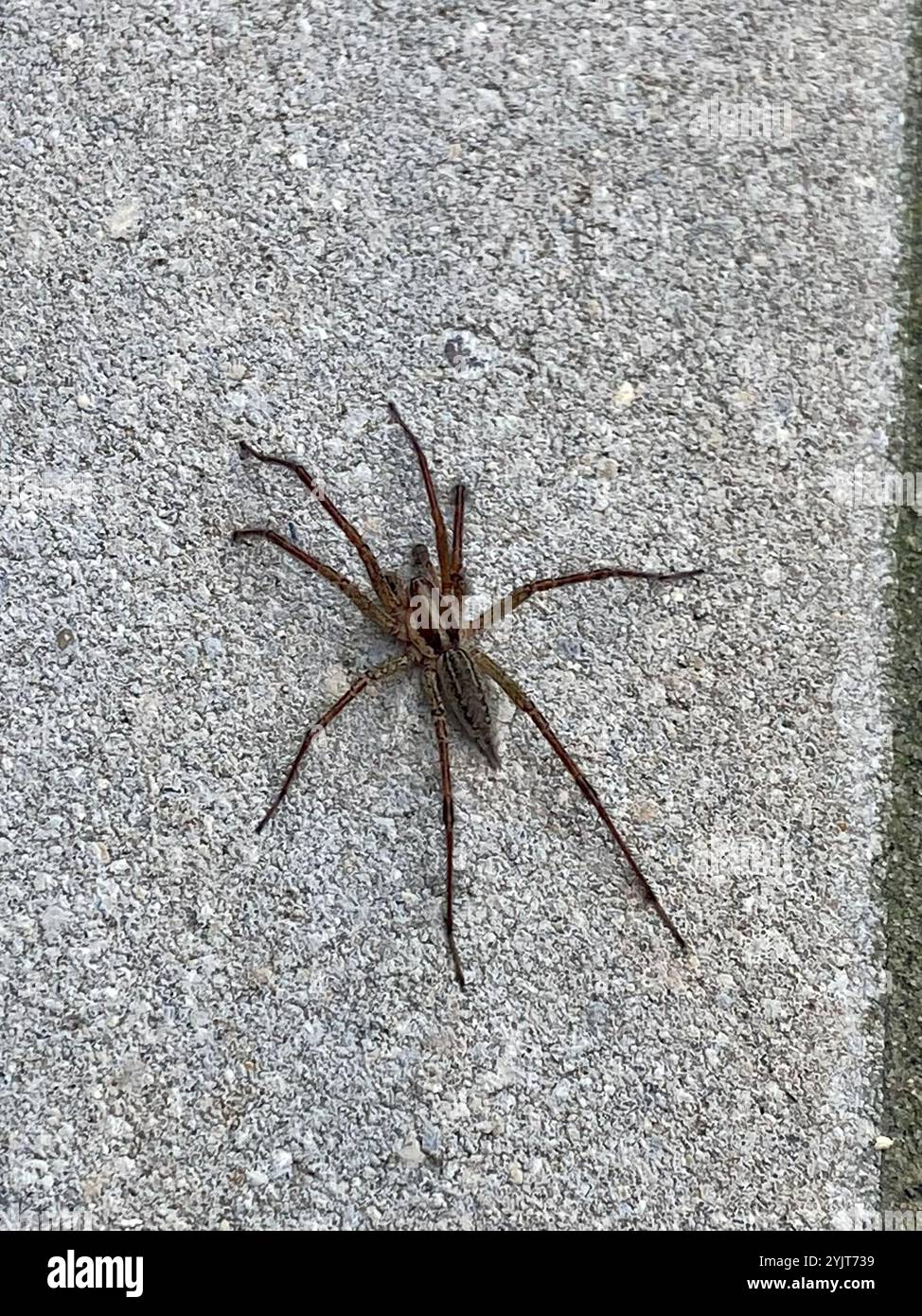 Grass Spiders (Agelenopsis Stock Photo - Alamy