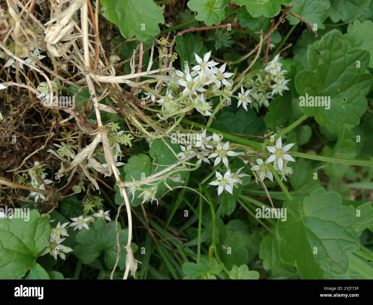 Spanish Stonecrop (Sedum hispanicum Stock Photo - Alamy