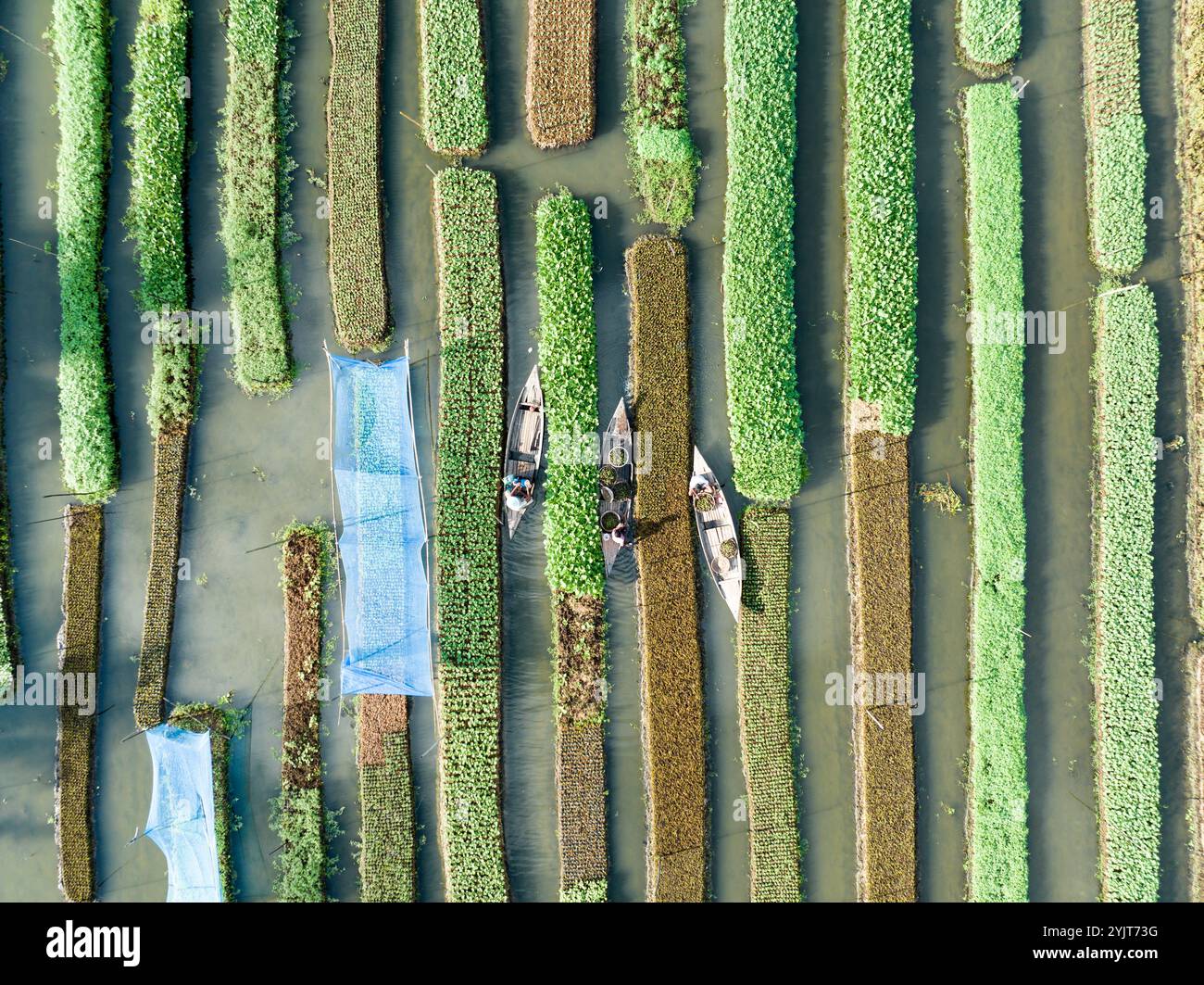 Farmers in low laying areas in Bangladesh choose floating farming ...