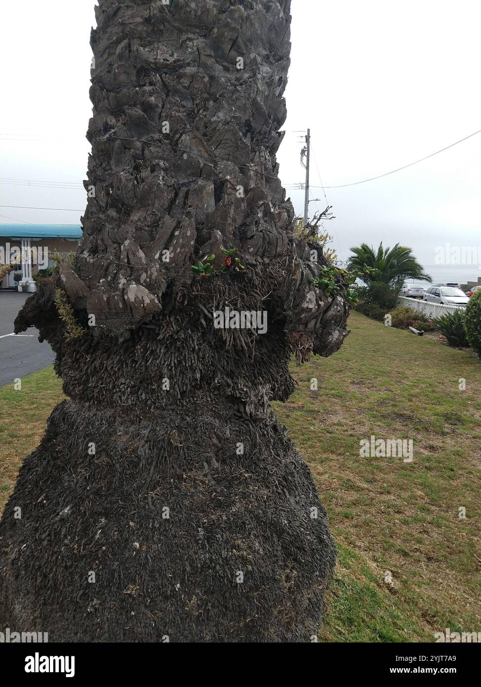 Taupata (Coprosma repens Stock Photo - Alamy
