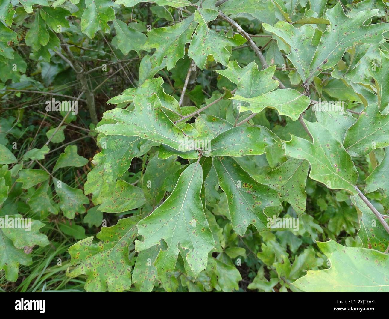 southern red oak (Quercus falcata Stock Photo - Alamy