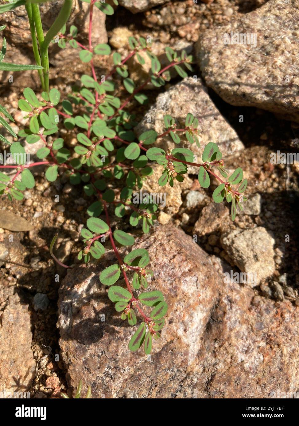 Thymeleaf Sandmat (Euphorbia serpillifolia Stock Photo - Alamy