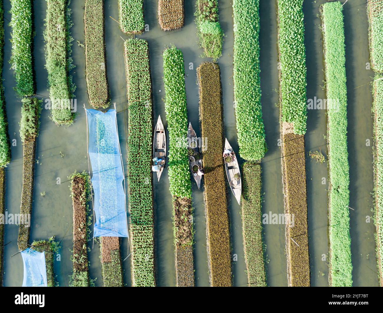 Farmers in low laying areas in Bangladesh choose floating farming ...