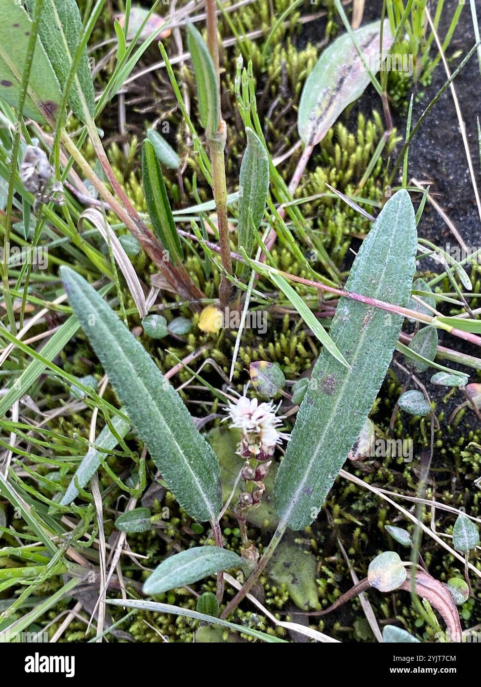 alpine bistort (Bistorta vivipara Stock Photo - Alamy