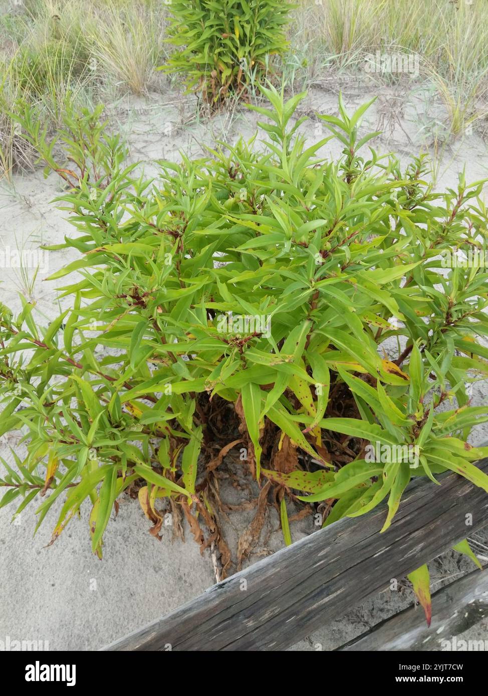 northern seaside goldenrod (Solidago sempervirens Stock Photo - Alamy
