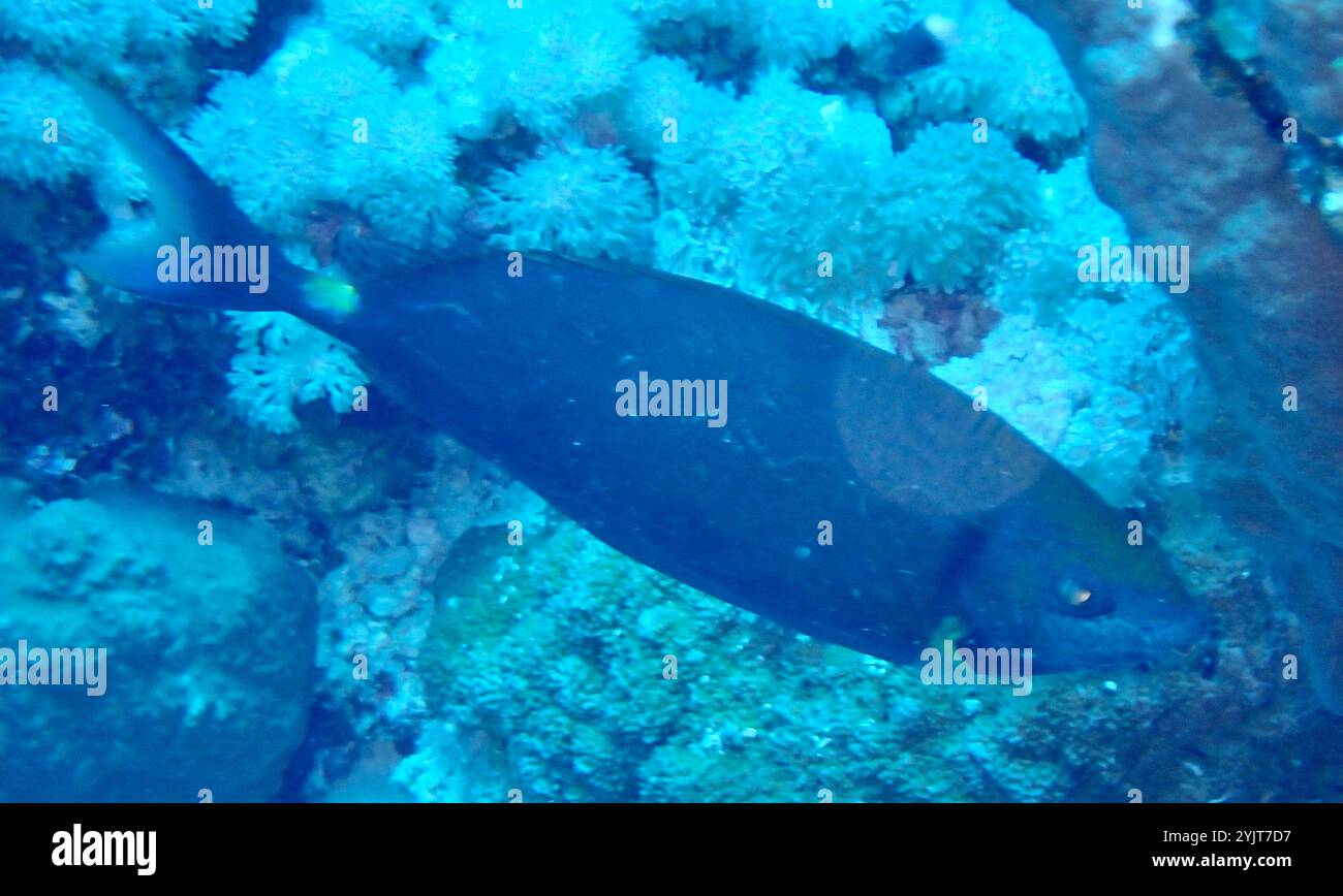 Forktail rabbitfish hi-res stock photography and images - Alamy