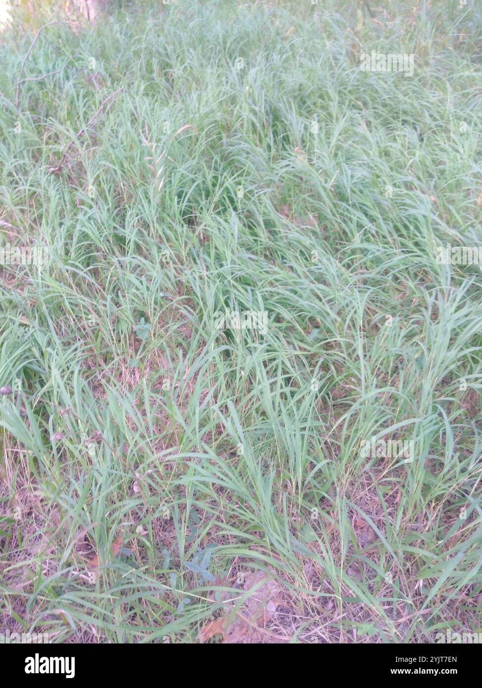 Tor-grass (Brachypodium pinnatum Stock Photo - Alamy