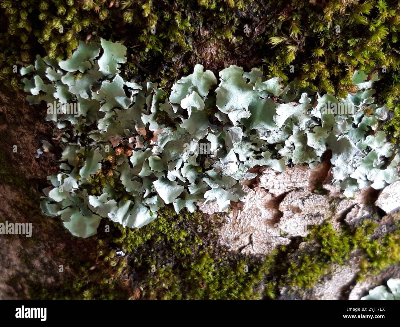 Ruffle Lichens (Parmotrema Stock Photo - Alamy