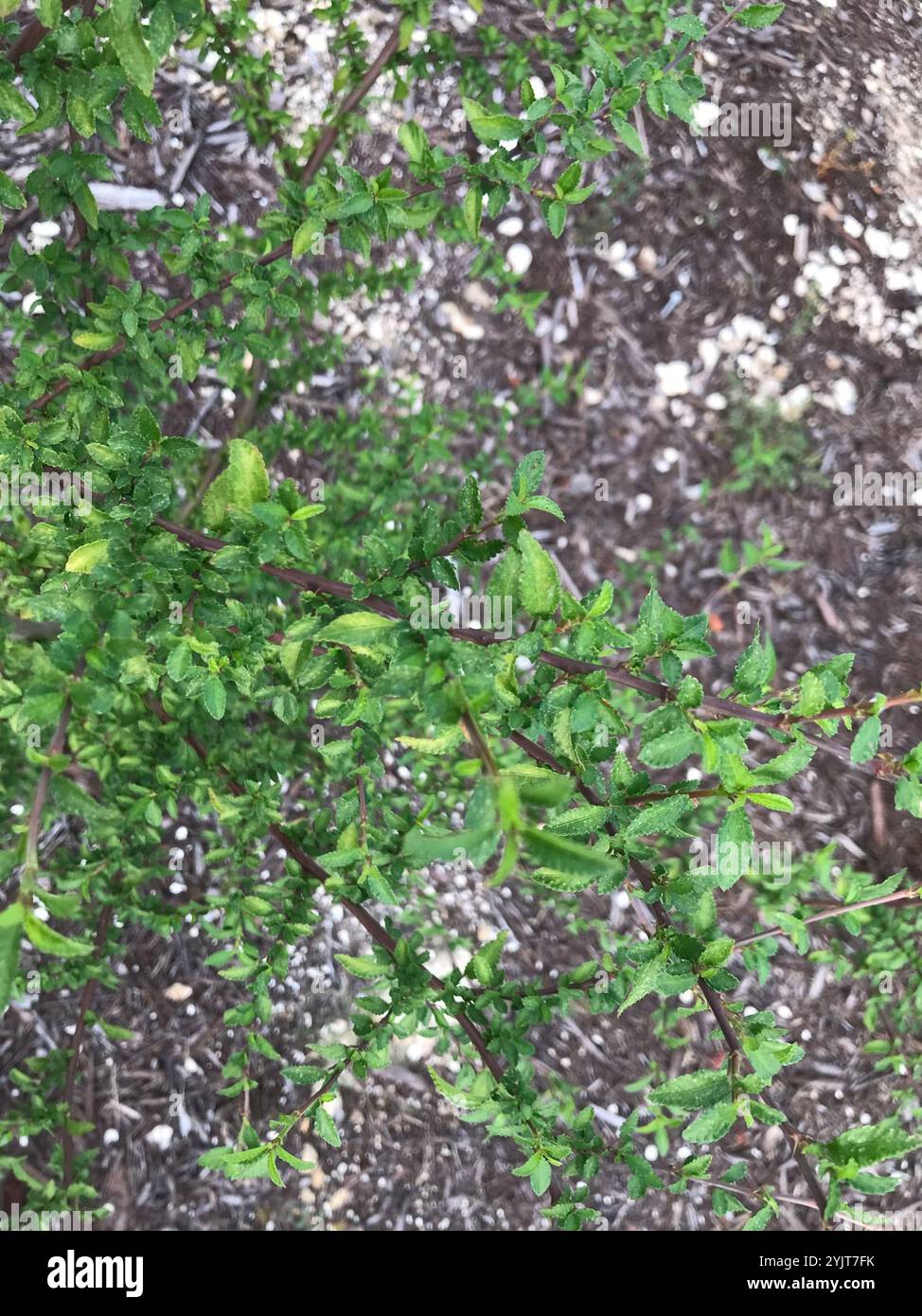 Common Fanpetals (Sida ulmifolia Stock Photo - Alamy