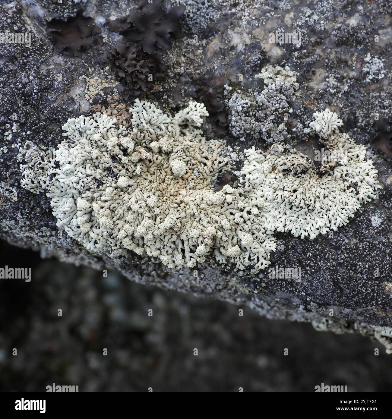 Finger Ring Lichen (Arctoparmelia incurva Stock Photo - Alamy