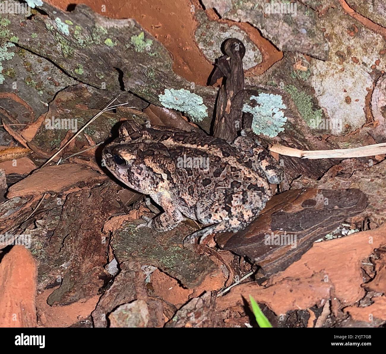 Southern Toad (Anaxyrus terrestris Stock Photo - Alamy