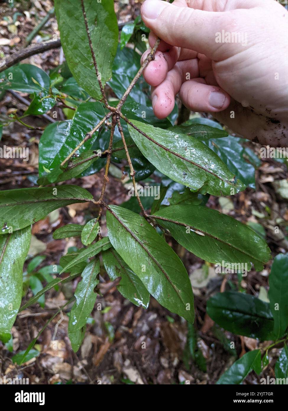 Atractocarpus hi-res stock photography and images - Alamy