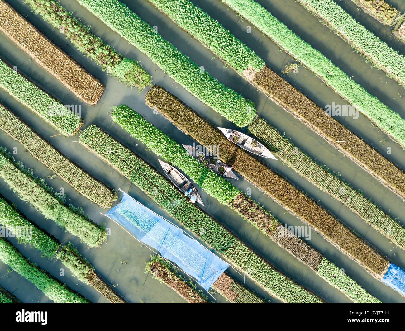 Farmers in low laying areas in Bangladesh choose floating farming ...