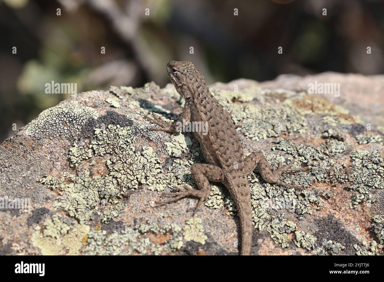 Plateau Fence Lizard (Sceloporus tristichus Stock Photo - Alamy