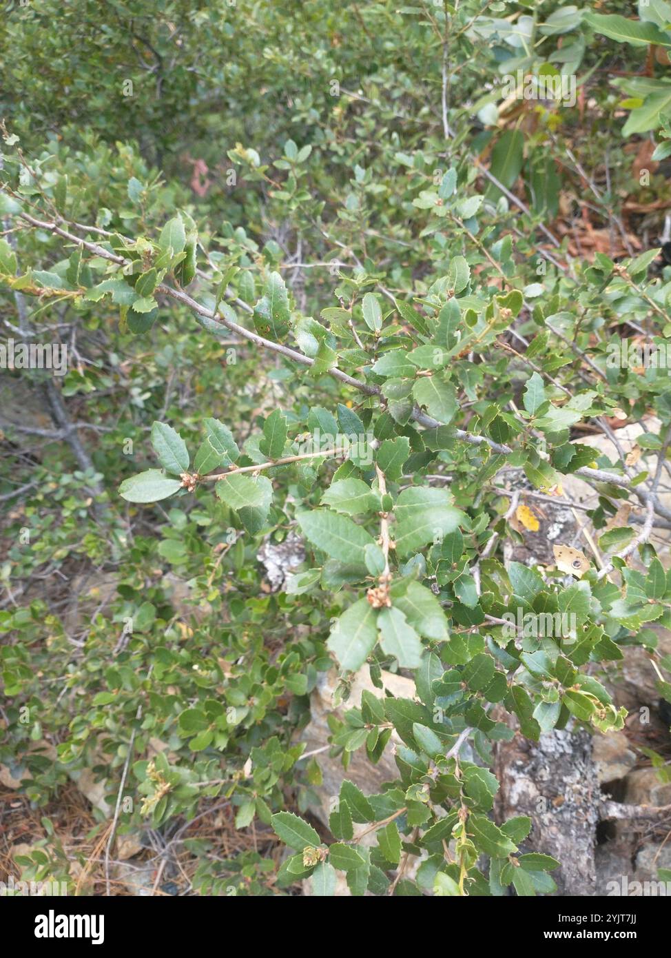 Canyon oak quercus chrysolepis hi-res stock photography and images - Alamy