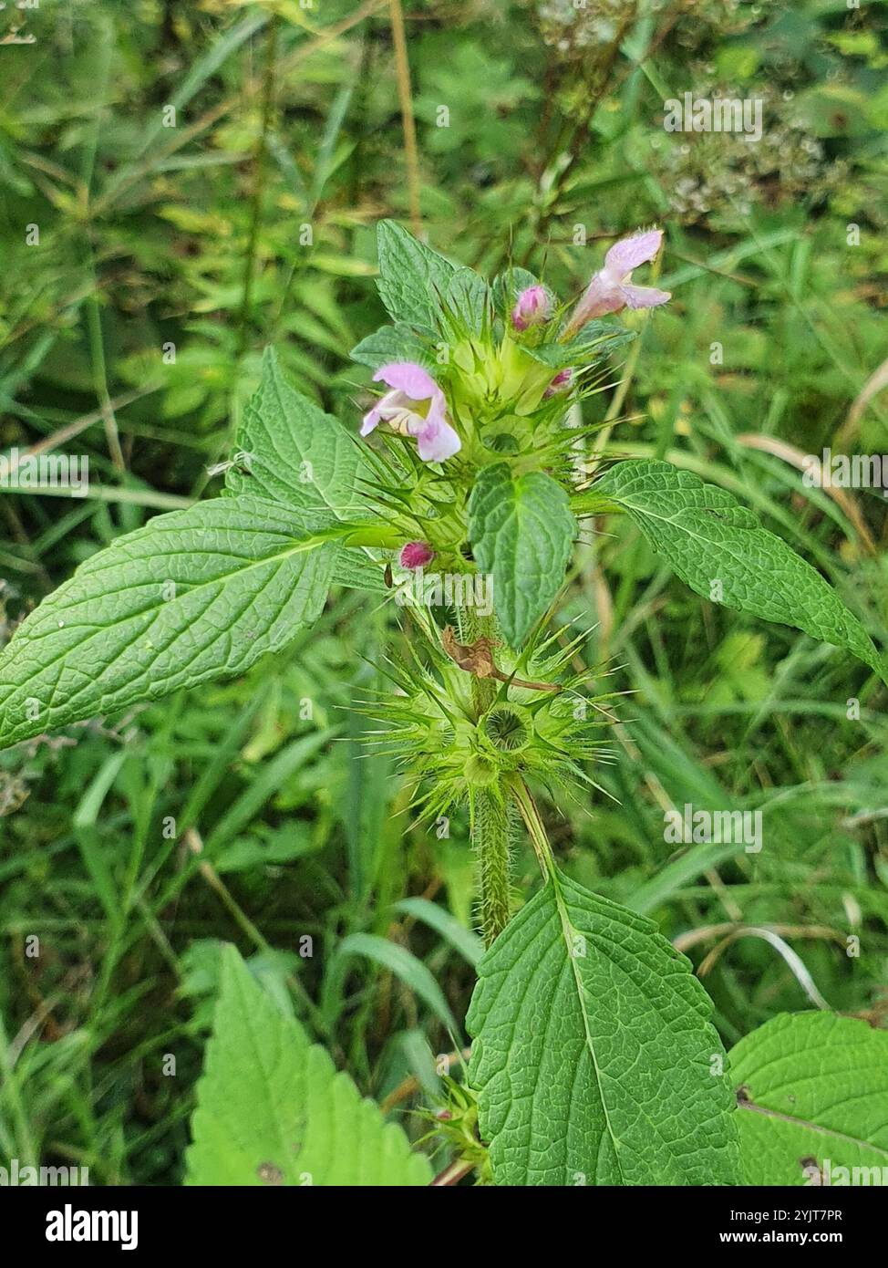 Common hemp-nettle (Galeopsis tetrahit Stock Photo - Alamy
