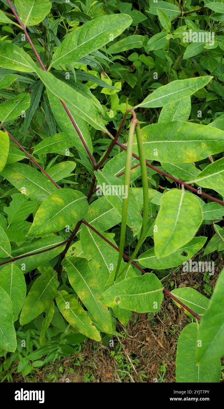 hemp dogbane (Apocynum cannabinum Stock Photo - Alamy