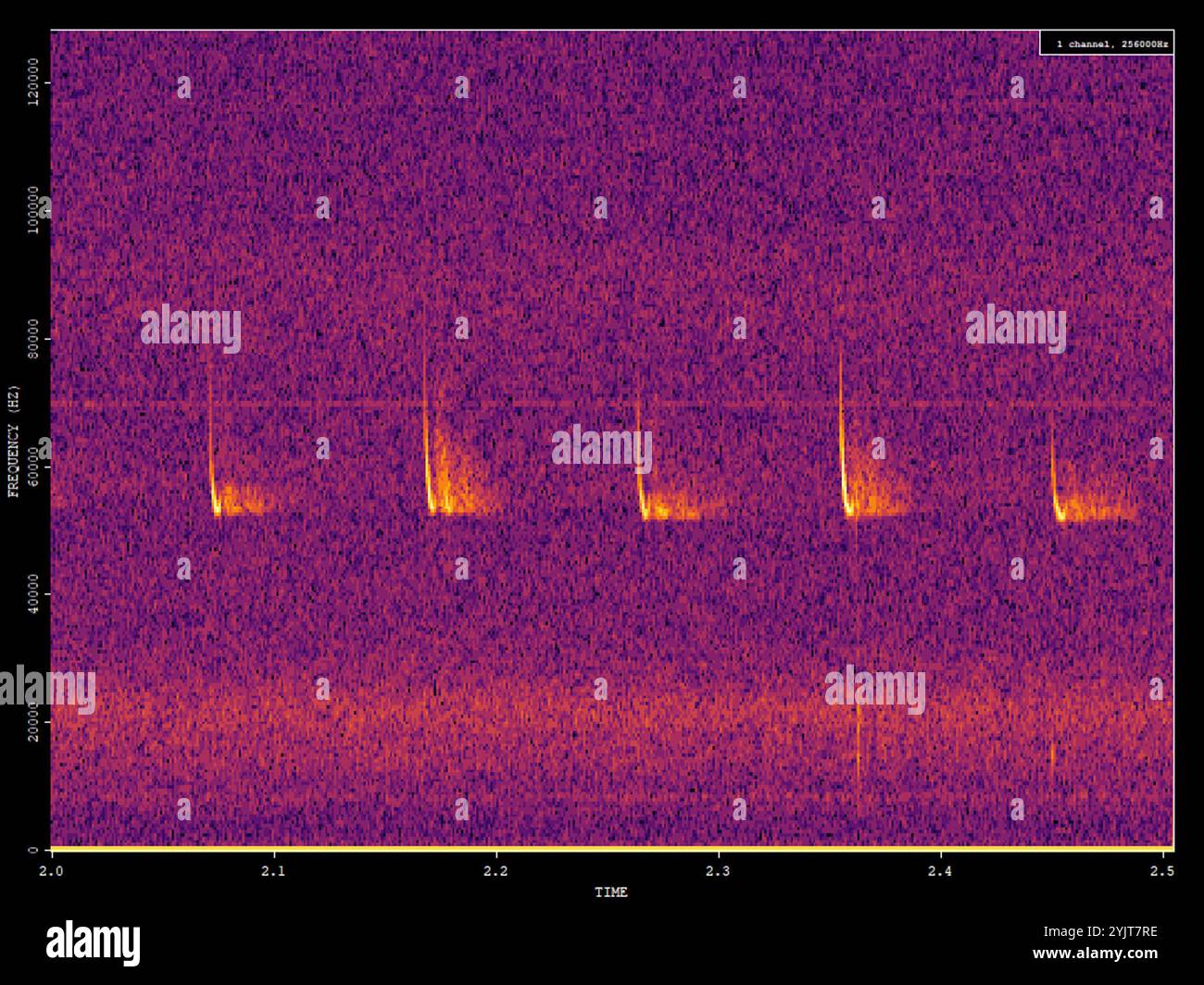 Pygmy Pipistrelle (Pipistrellus pygmaeus Stock Photo - Alamy