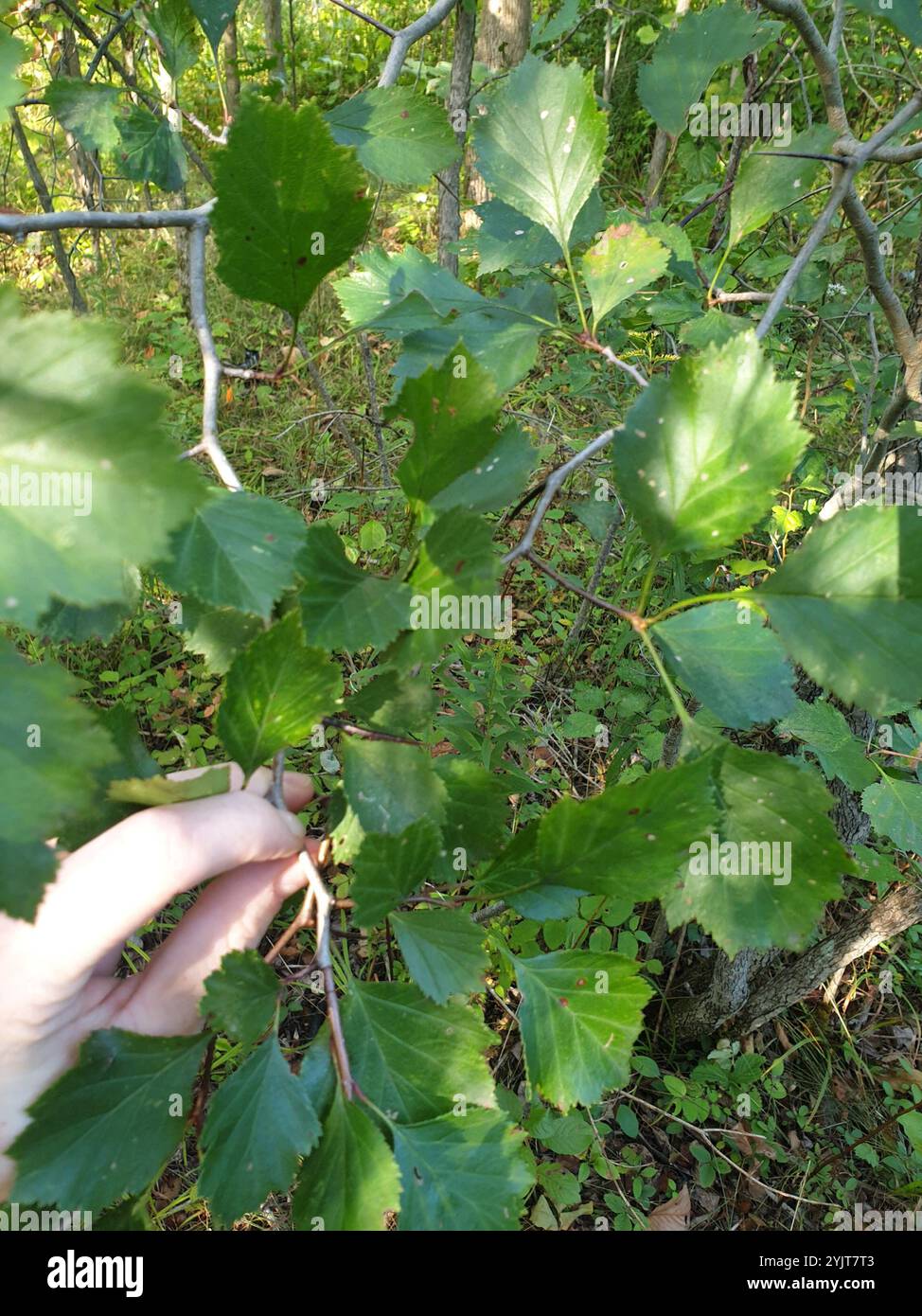 Glabrous-fruit Fireberry Hawthorn (Crataegus chrysocarpa phoeniceoides ...