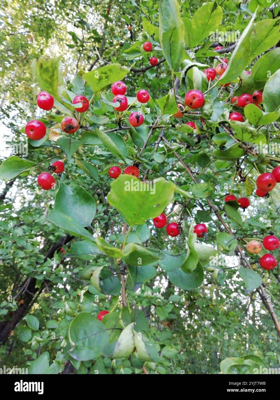 Siberian crabapple (Malus baccata Stock Photo - Alamy