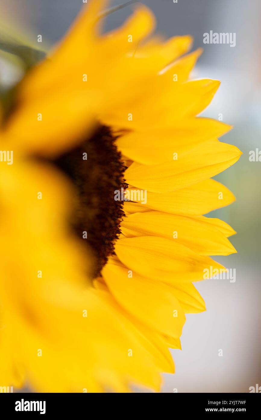 Yellow flower oil seed hi-res stock photography and images - Alamy