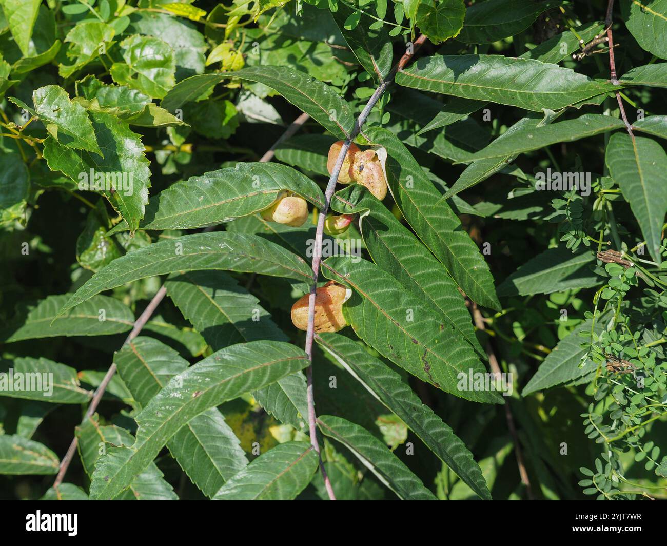 Sumac Gall Aphid (Melaphis rhois Stock Photo - Alamy