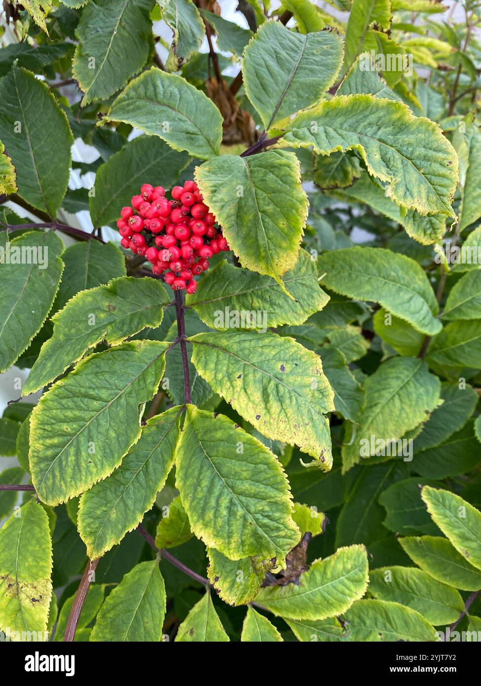 European Red Elder (Sambucus racemosa racemosa Stock Photo - Alamy