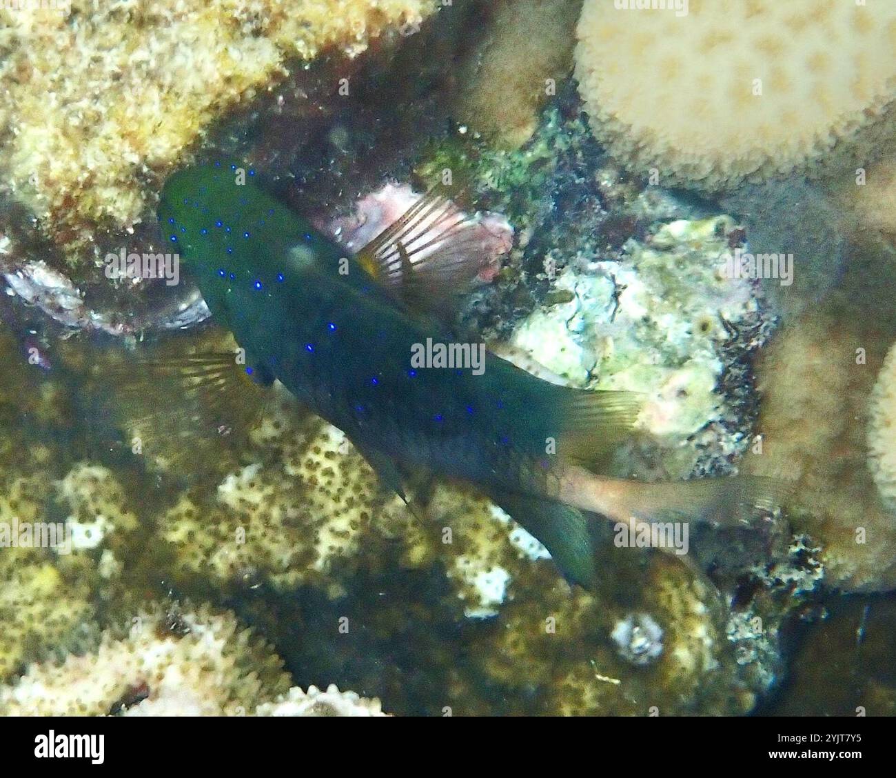 Jewel damsel hi-res stock photography and images - Alamy