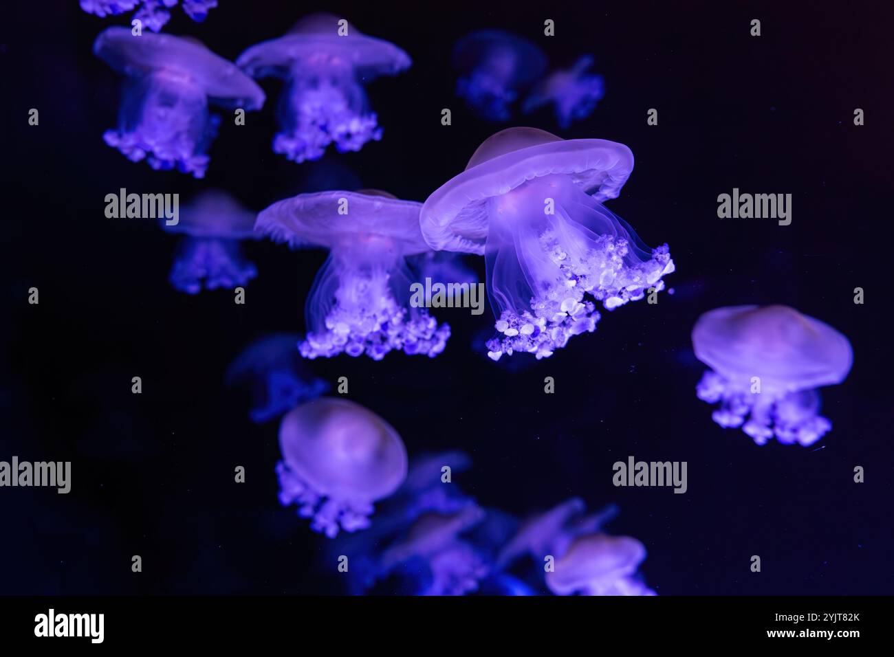 Mediterranean jellyfish, fried egg, Cotylorhiza tuberculata, swimming ...