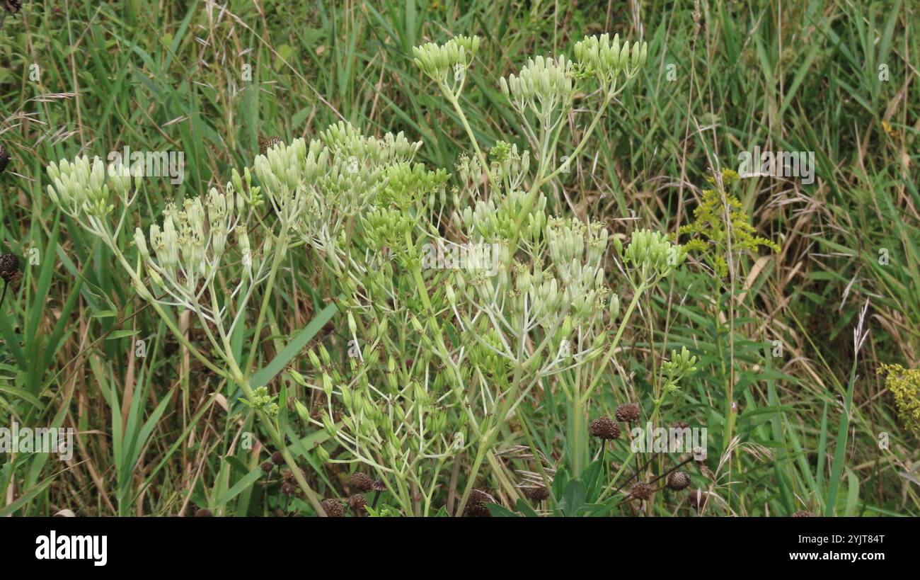 pale Indian plantain (Arnoglossum atriplicifolium Stock Photo - Alamy
