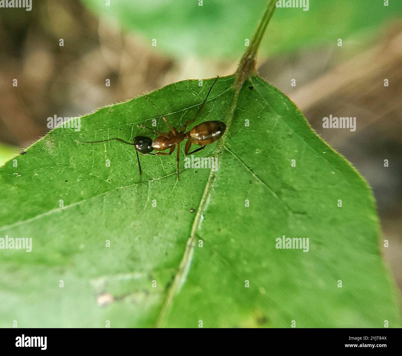 American Carpenter Ant (Camponotus americanus Stock Photo - Alamy