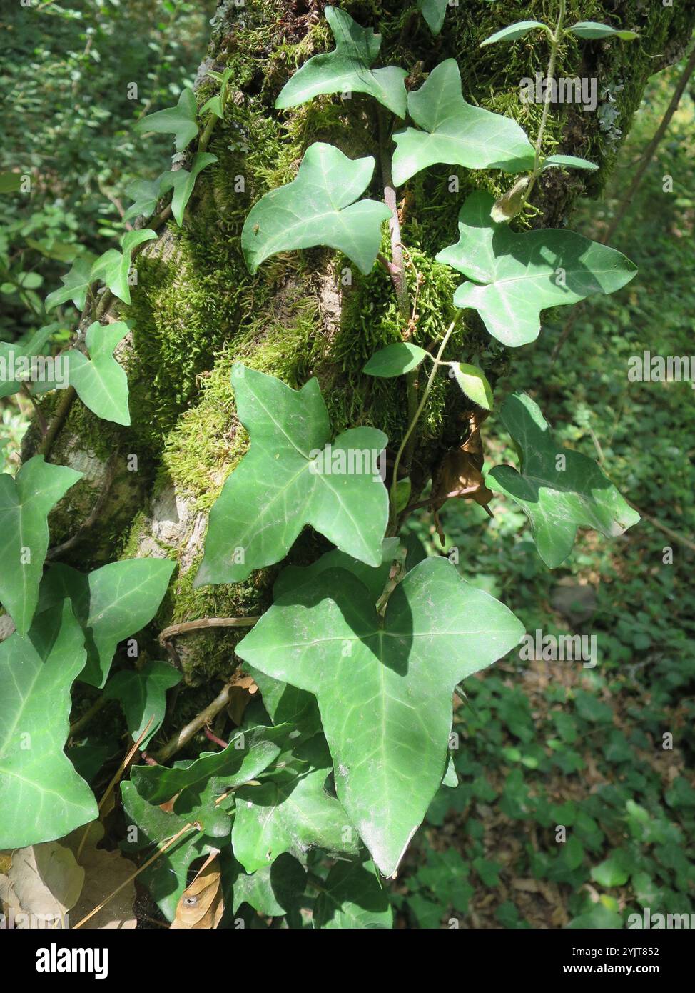 Atlantic Ivy (Hedera hibernica Stock Photo - Alamy