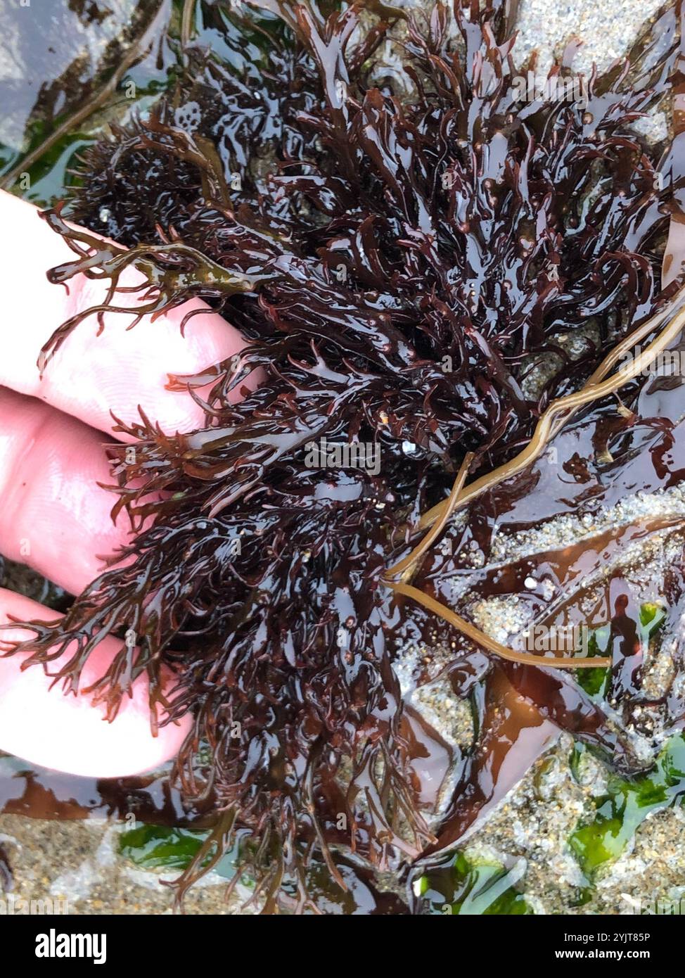 encrusting red algae (Mastocarpus Stock Photo - Alamy