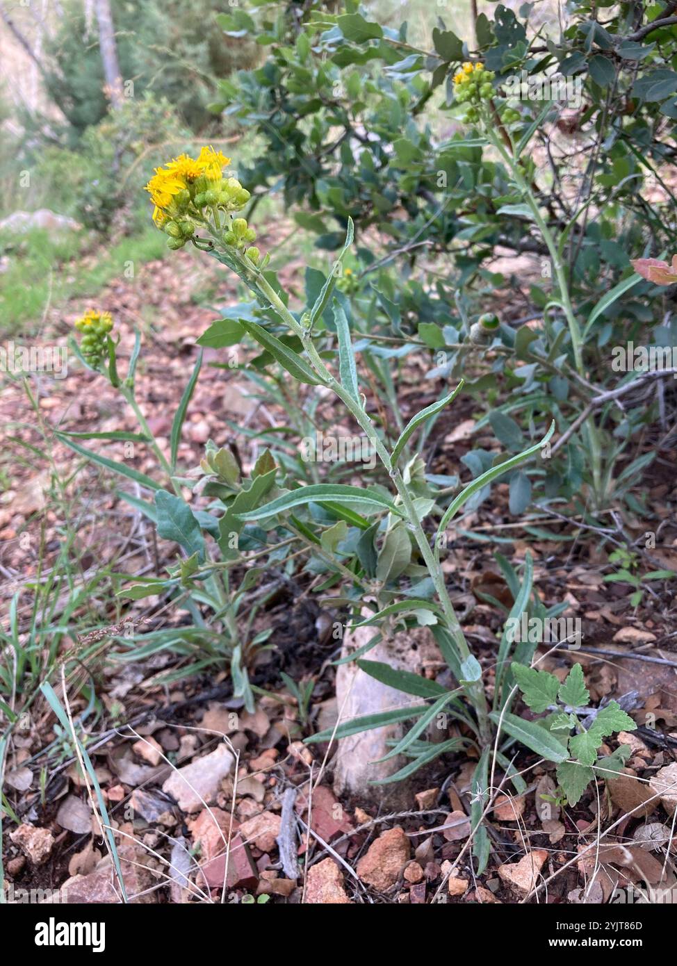 White Mountain Ragwort (Packera cynthioides Stock Photo - Alamy