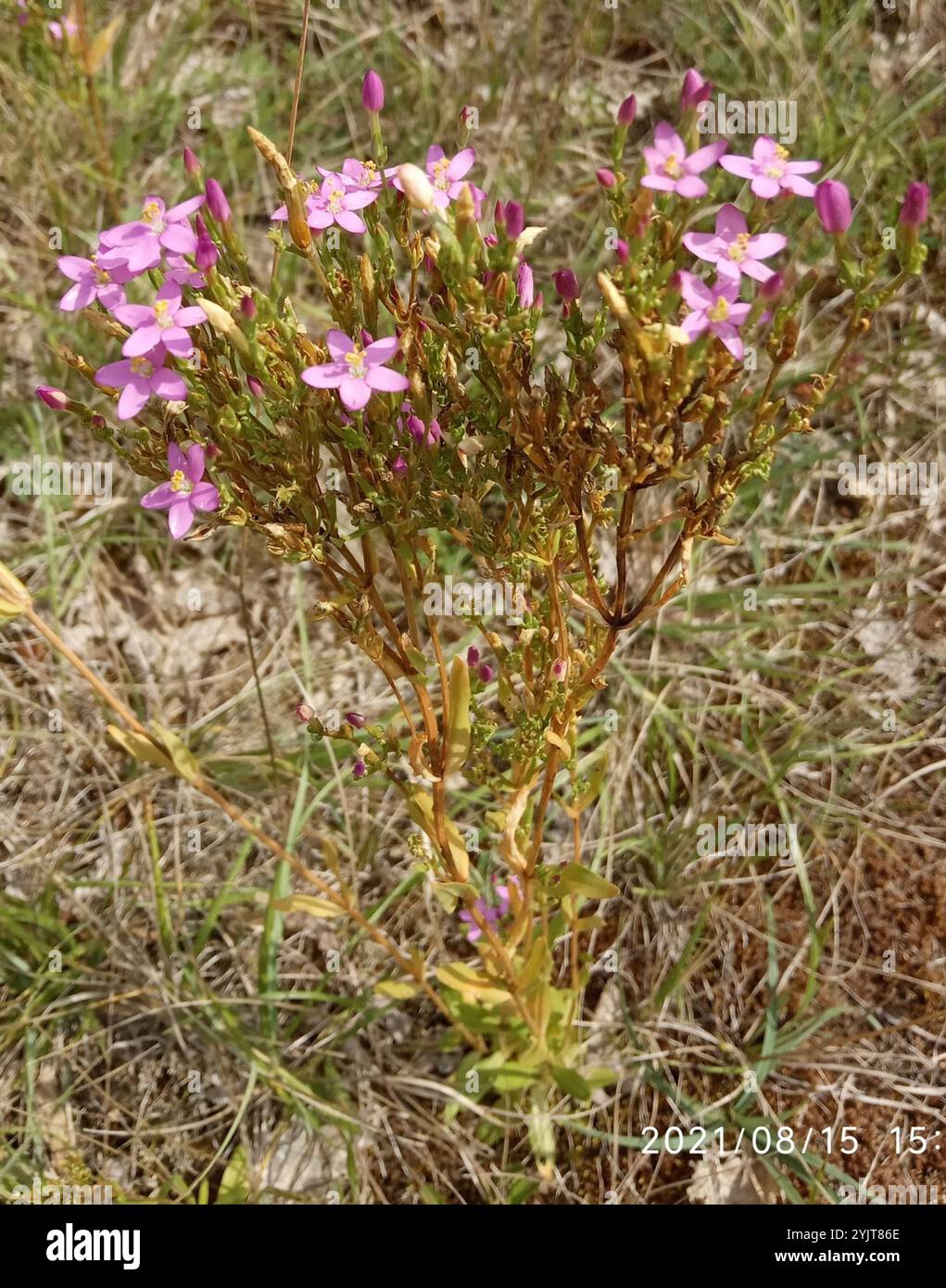 Common centaury (Centaurium erythraea Stock Photo - Alamy